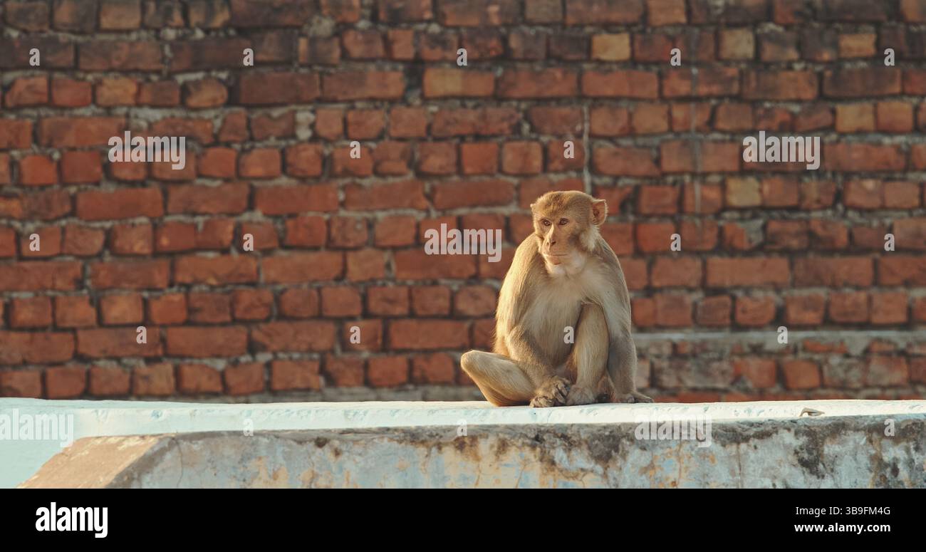Agra, Uttar Pradesh, India. Many Monkeys Family Walk On Roof. Grilles ...
