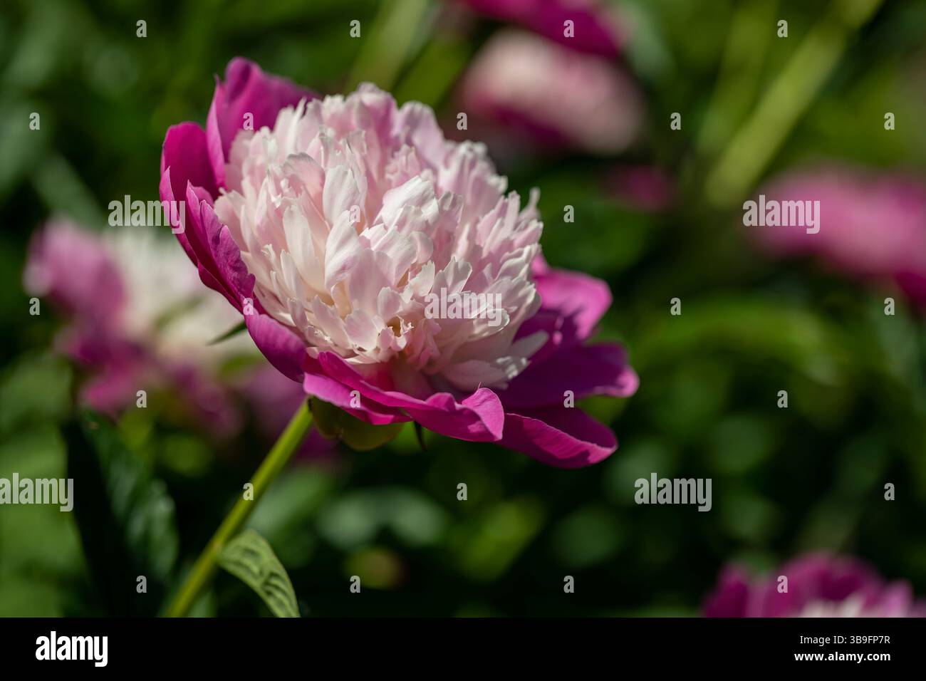 Single pink peony (Paeonia) in the garden Stock Photo - Alamy