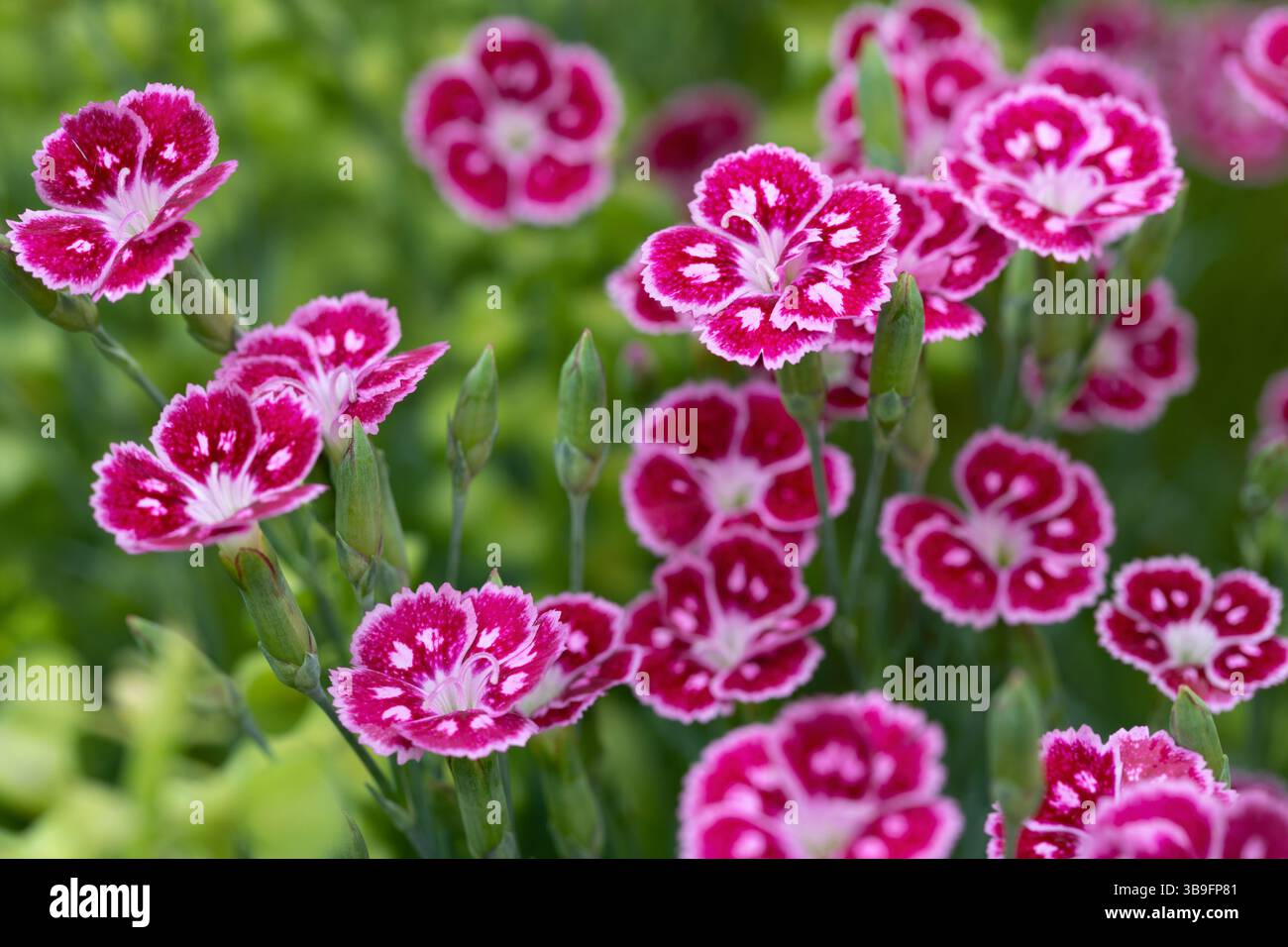 English garden carnation dianthus hybride jane austen hi-res stock ...