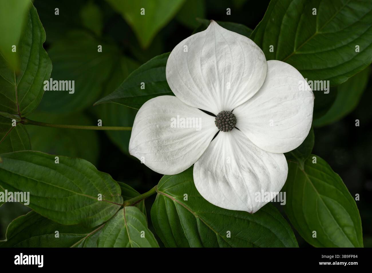 Blossom of the Japanese flowering dogwood (Cornus kousa) in spring ...