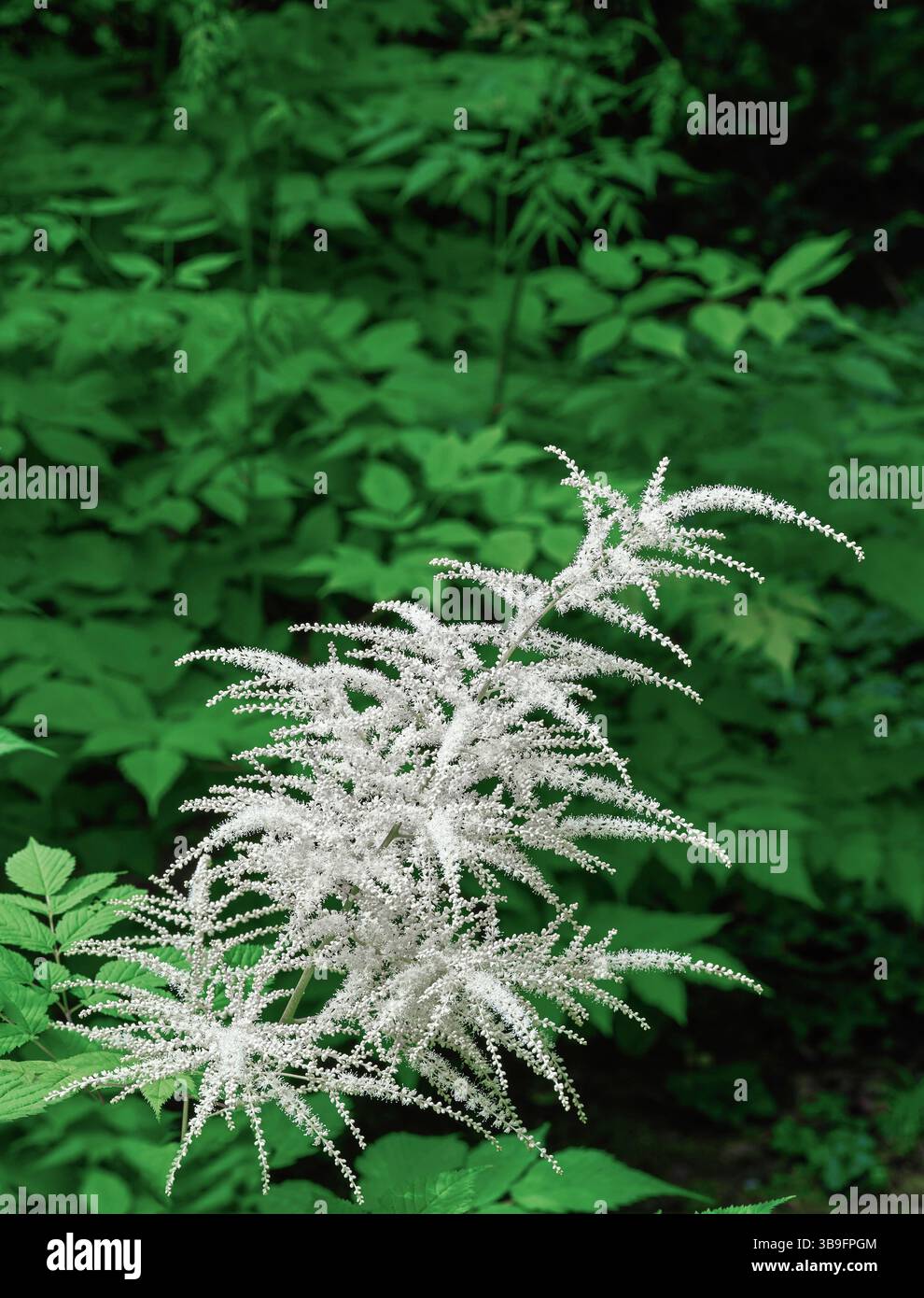 Goats beard resp aruncus dioicus hi-res stock photography and images ...