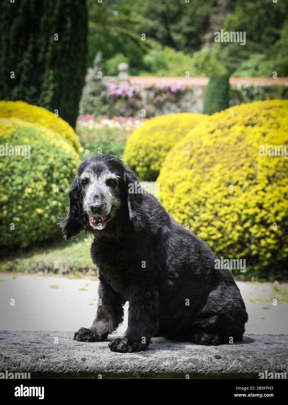 An old female dog with a graying face and black fur, Cocker Spaniel ...