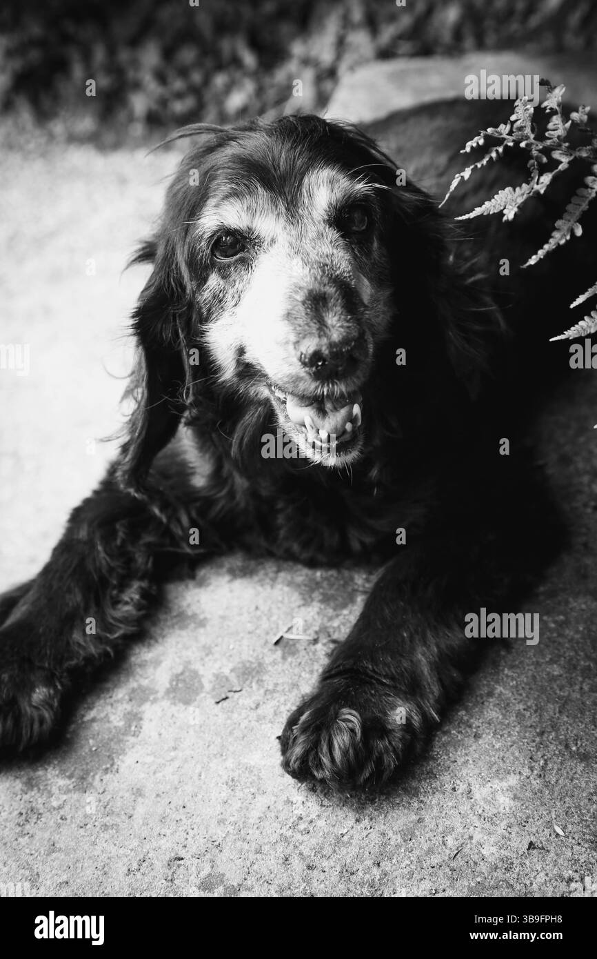 An old female dog with a graying face and black coat, Cocker Spaniel ...