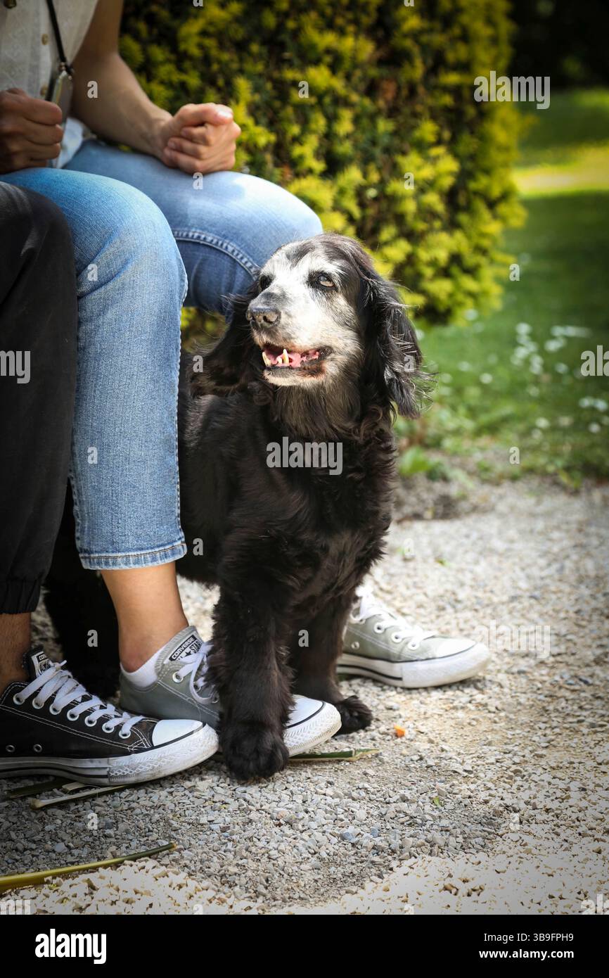 An old female dog with a graying face and black fur, Cocker Spaniel ...