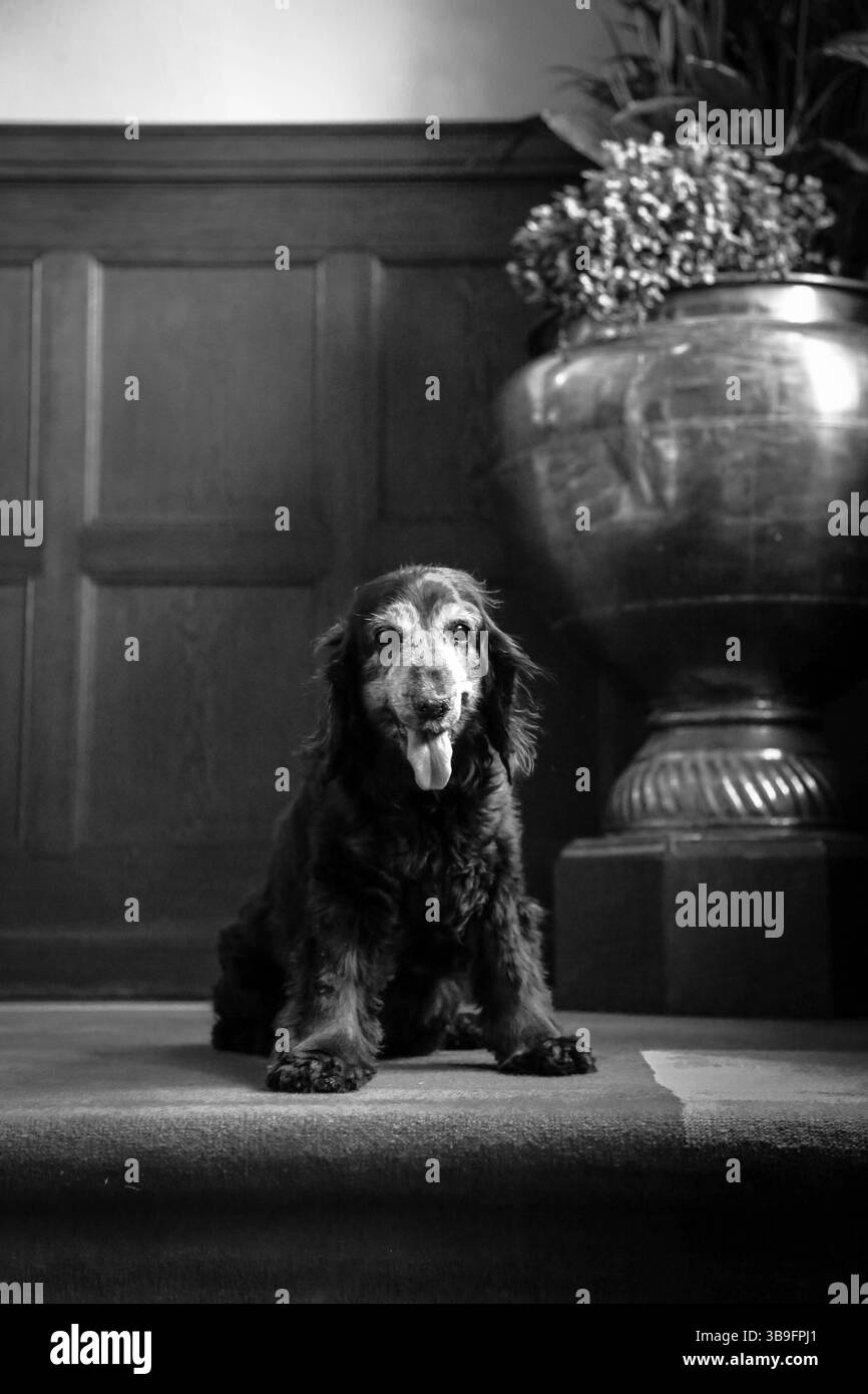 An old female dog with a graying face and black fur, Cocker Spaniel ...