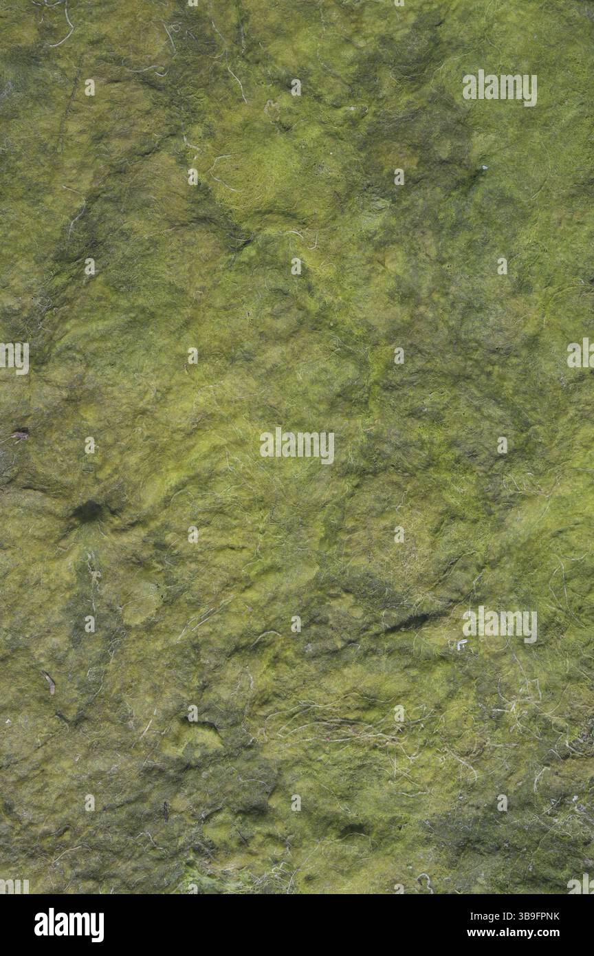 algae carpet on the mudflats, North Sea, Wattenmeer National park ...