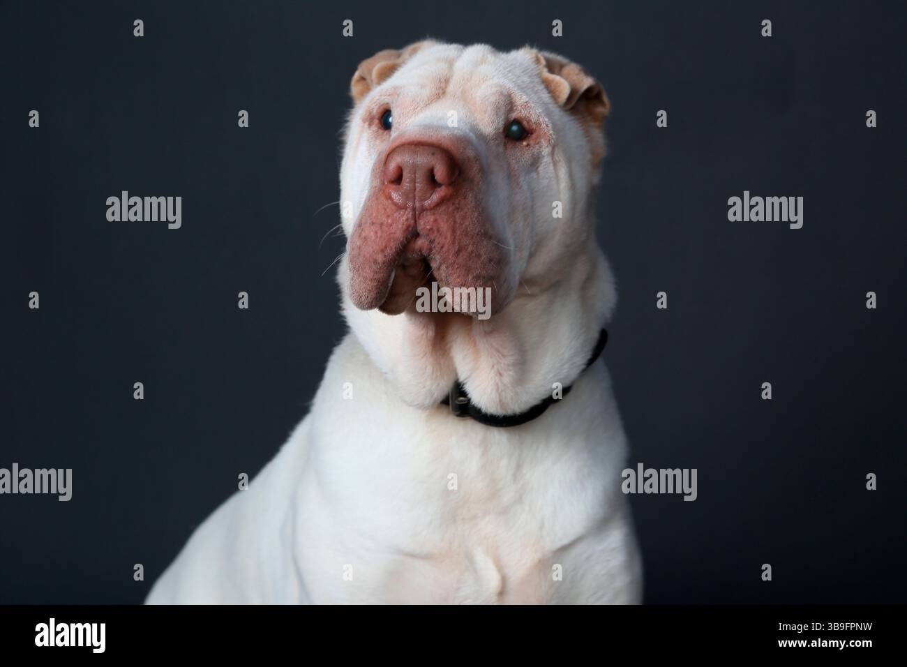 Large white dog with brown muzzle and short fur in front of a dark ...