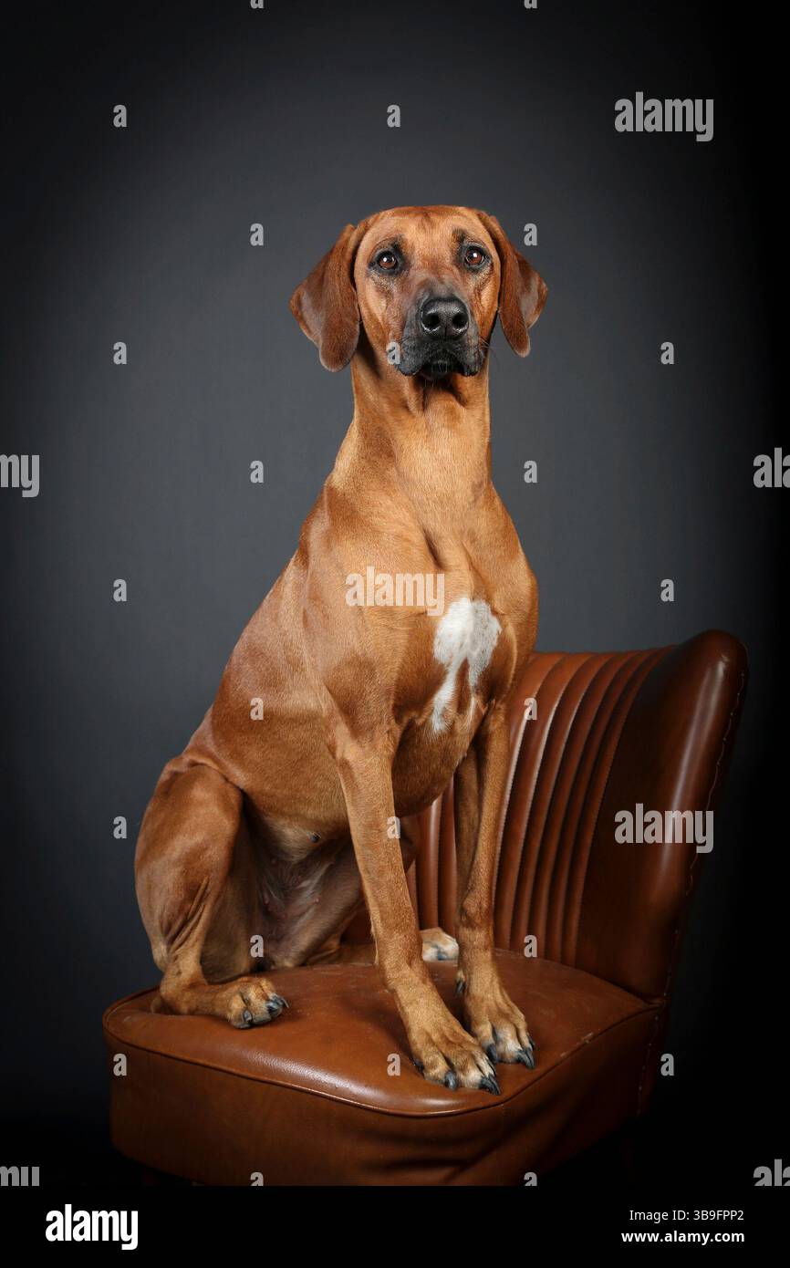 Sitting on a brown leather armchair hi-res stock photography and images ...