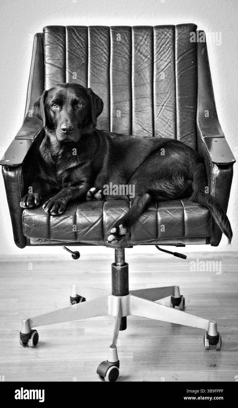 Black Labrador retriever on a black leather chair, looking into the ...