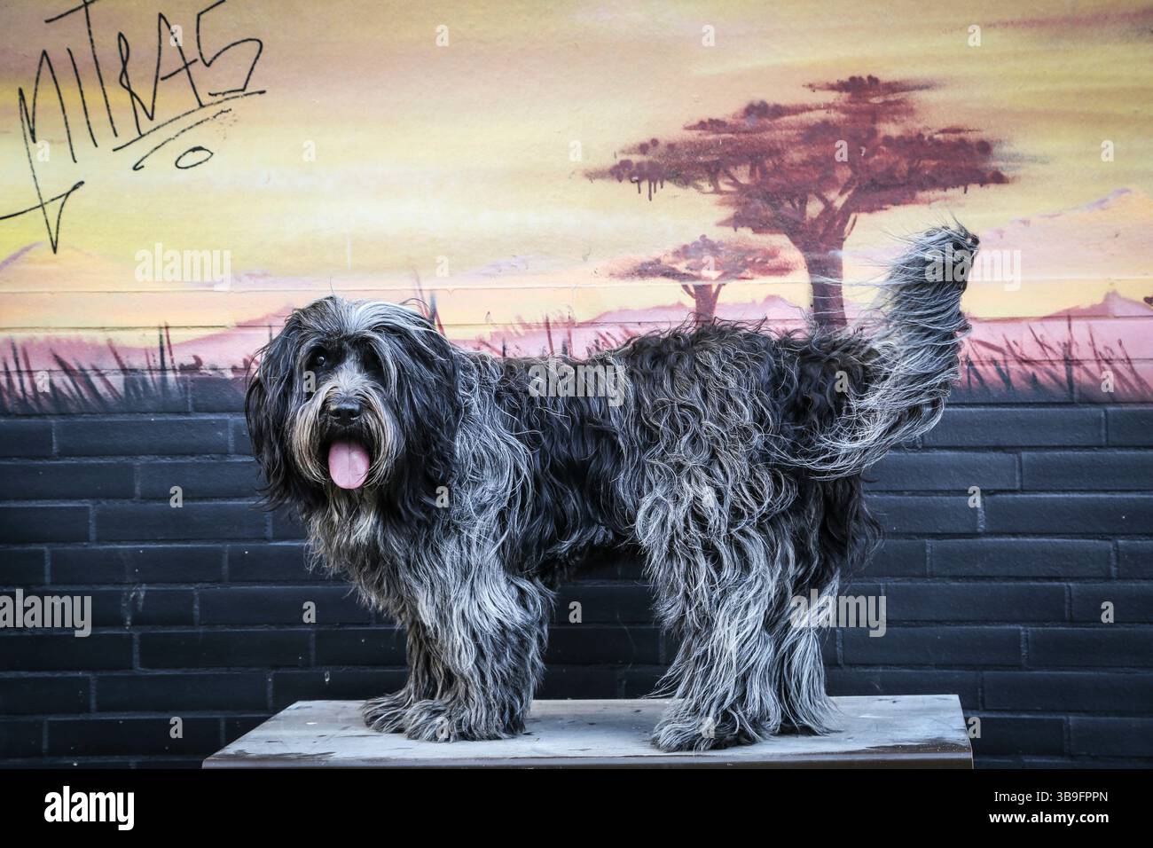 Dutch herding dog in front of painted house wall, portrait, outside ...