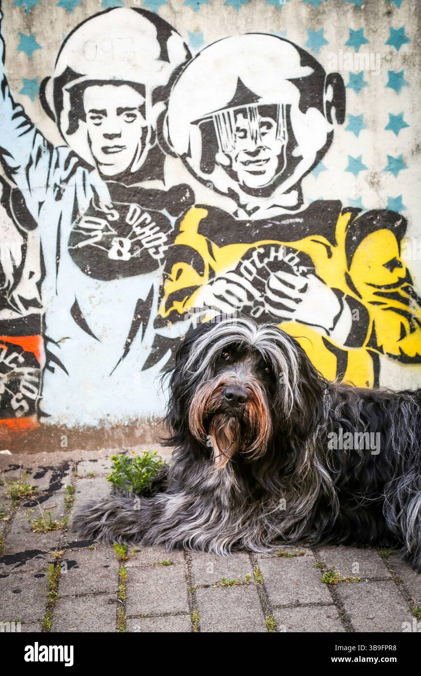 Dutch herding dog, portrait, outside, city, Bremen, Bremen ...