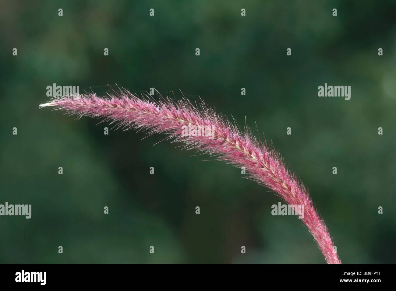 purple fountain grass resp.Pennisetum rubrum Stock Photo - Alamy