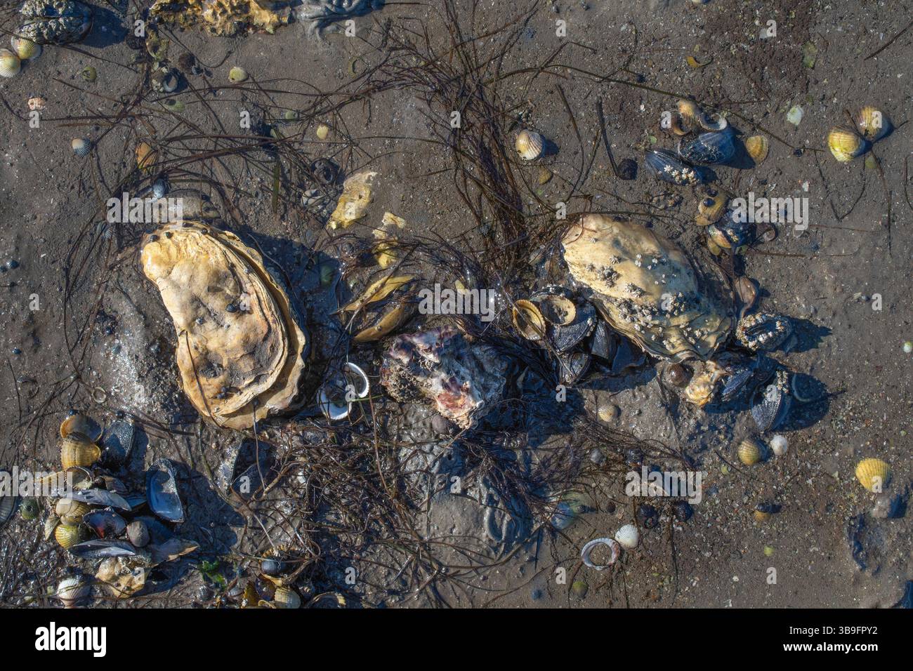 Oyster Shell and Mussel Shells in Mudflats during low Tide in North Sea ...