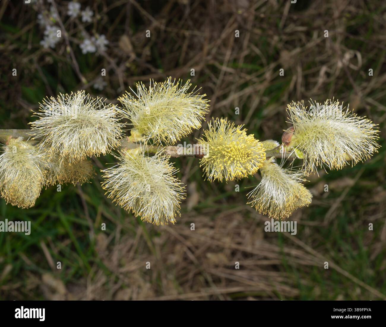 Goat willow resp salix caprea in bloom hi-res stock photography and ...