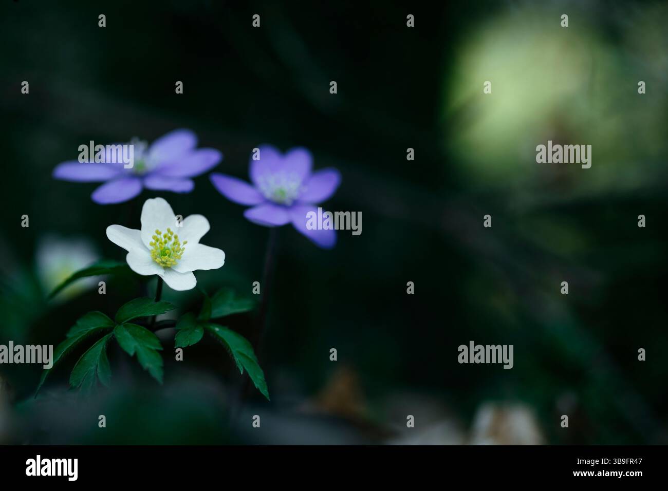 Wood anemone (Anemone nemorosa) and liverwort (Hepatica nobilis Stock ...
