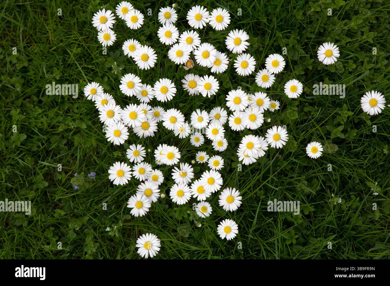 Daisies in the lawn, top view Stock Photo - Alamy
