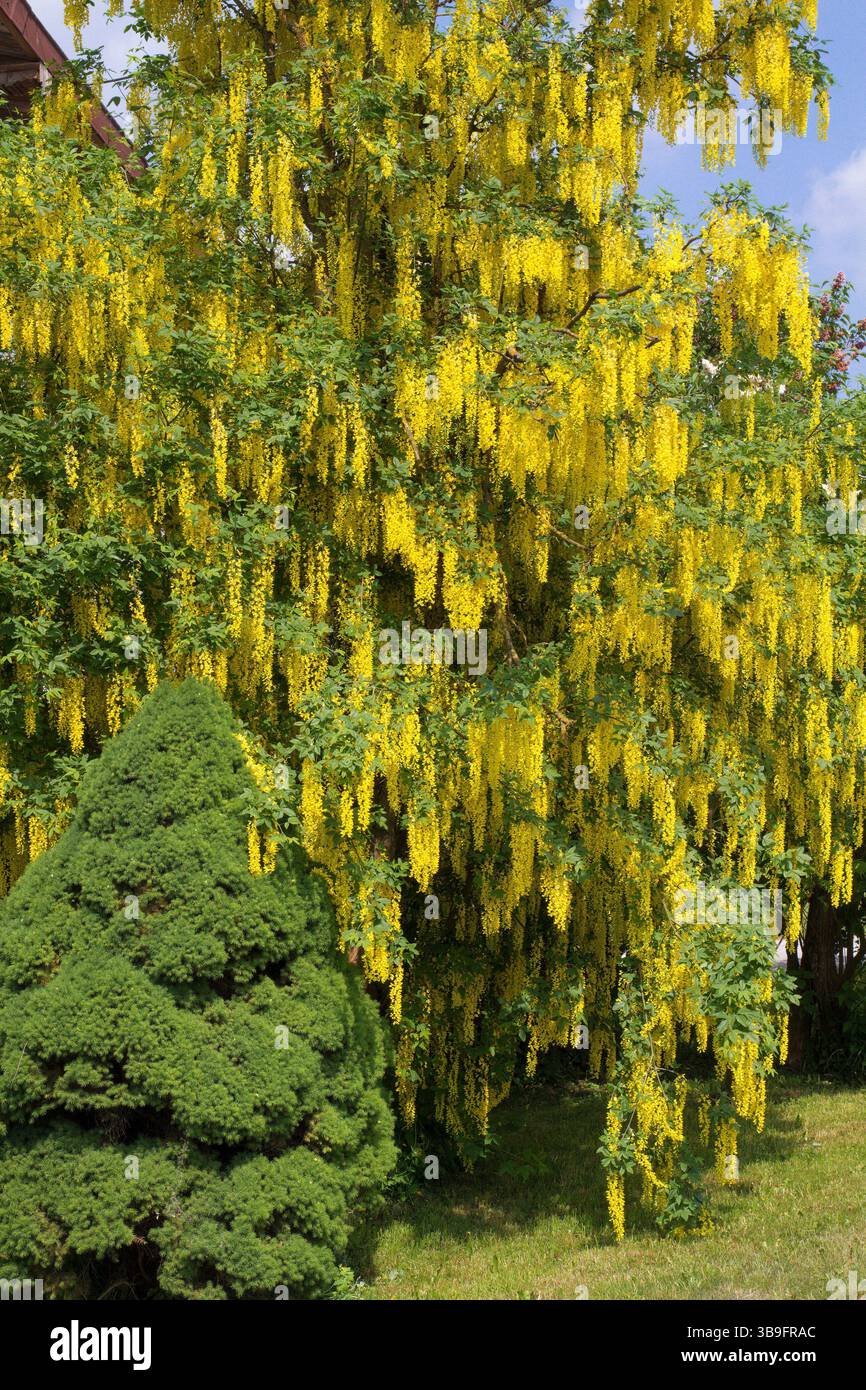 Flowering laburnum tree (Laburnum Stock Photo - Alamy
