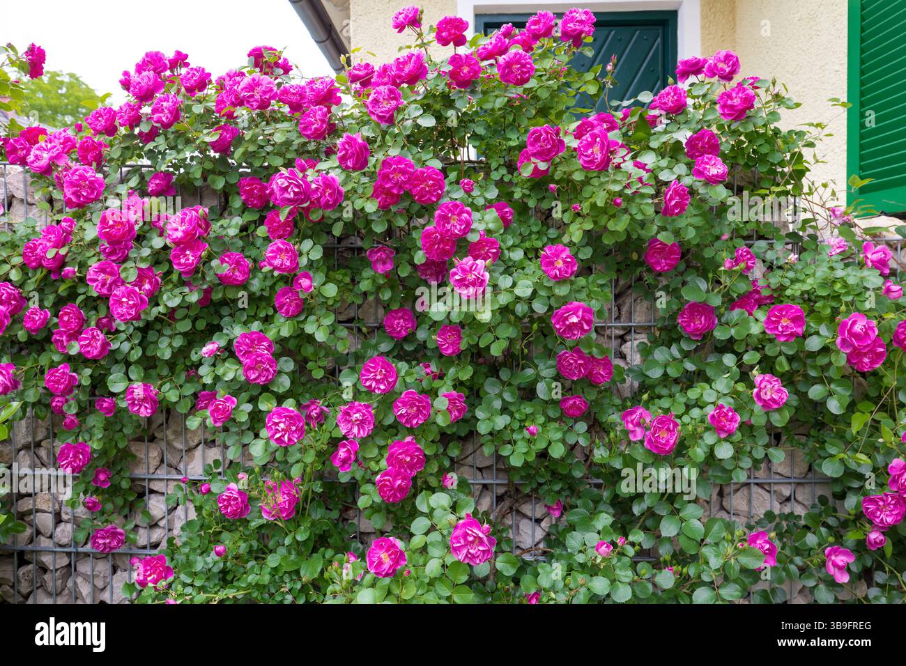 Flowering roses in front of a gabion wall hi-res stock photography and ...