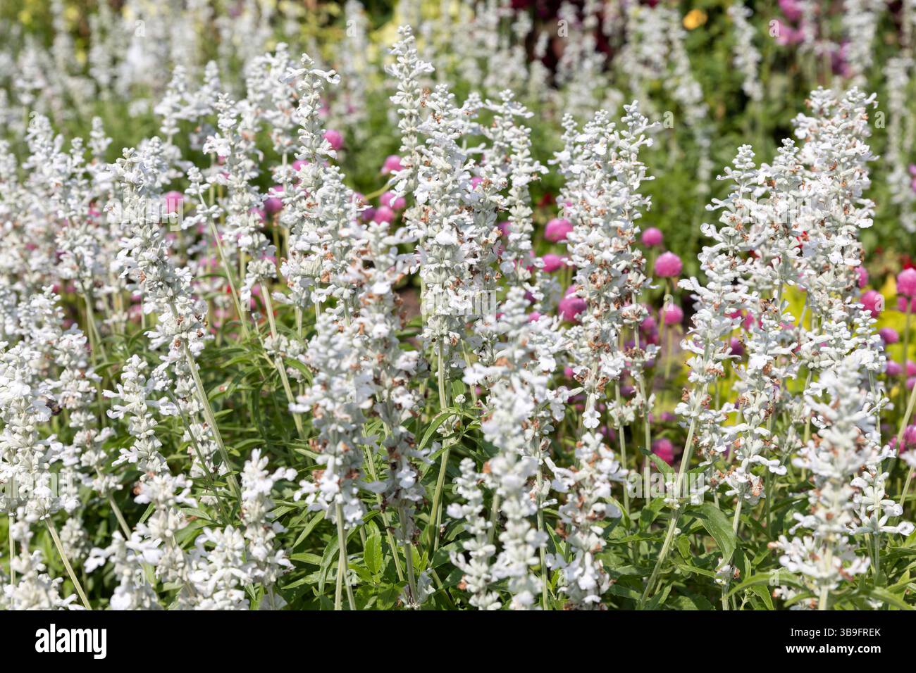 Mealy Sage (Salvia Farinacea) Evolution White Stock Photo - Alamy