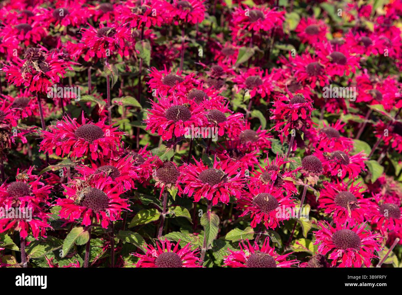 Flowering Indian nettle (Monarda didyma Stock Photo - Alamy