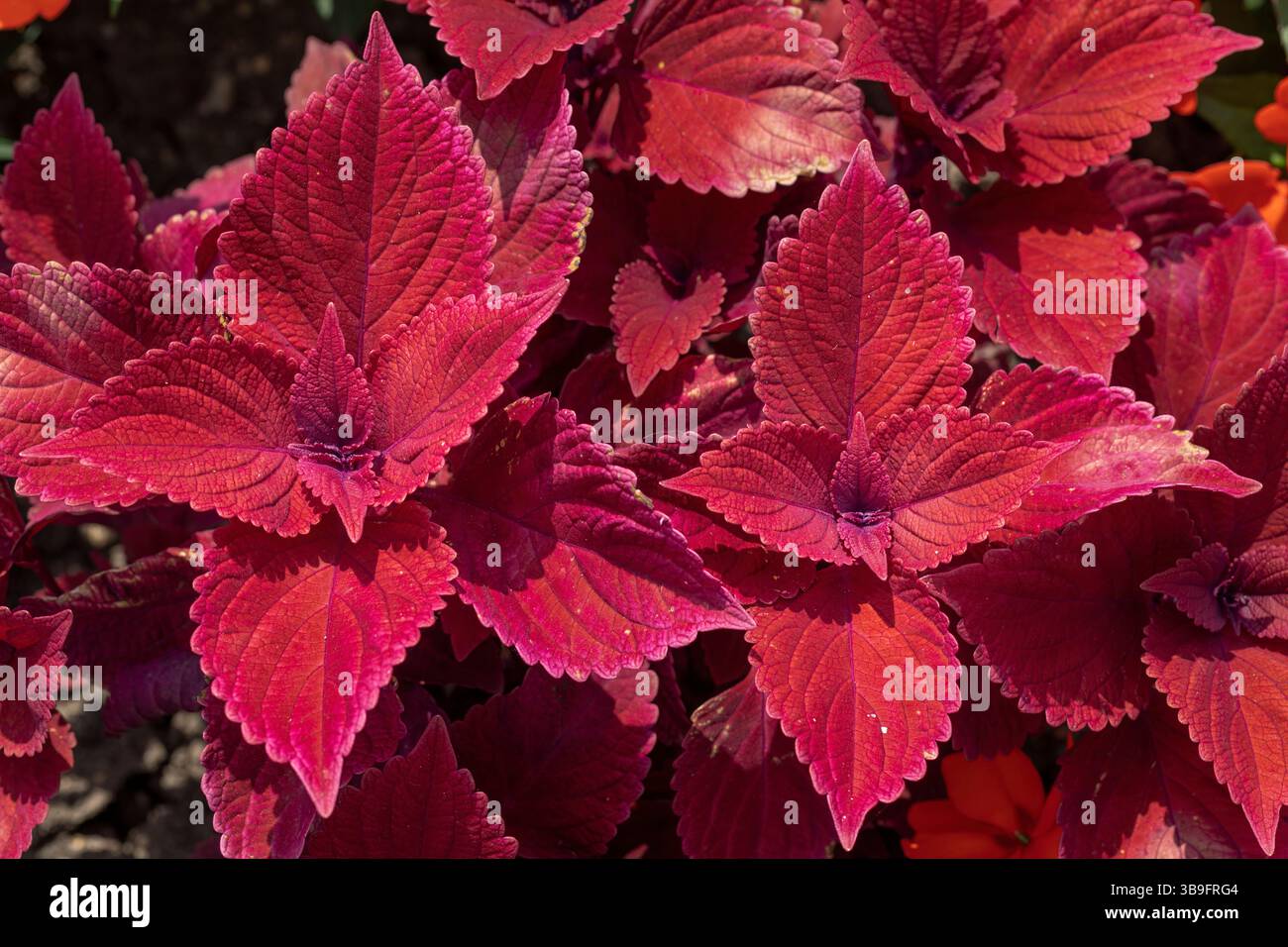 Plectranthus scutellarioides (variegated nettle Stock Photo - Alamy