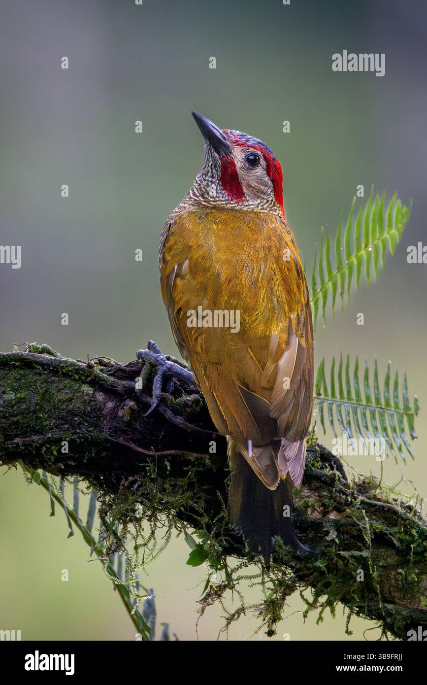 Golden green throat hi-res stock photography and images - Alamy