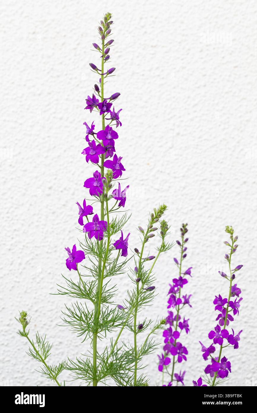 With field larkspur hi-res stock photography and images - Alamy