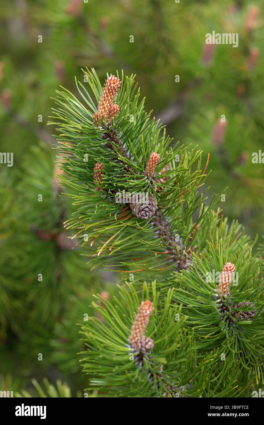 Mugo pine pinus mugo hi-res stock photography and images - Alamy