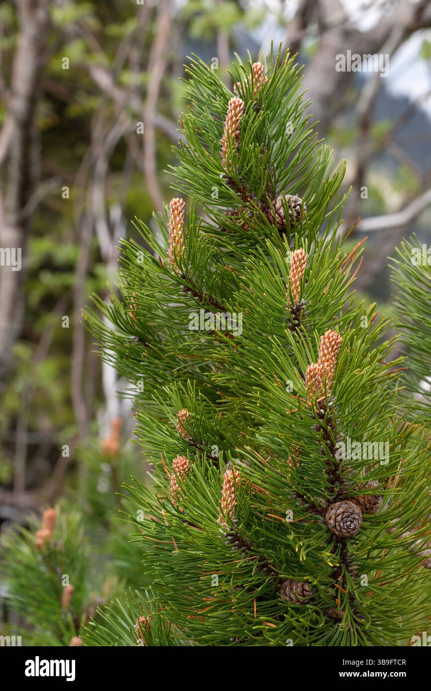 Mugo pine pinus mugo hi-res stock photography and images - Alamy