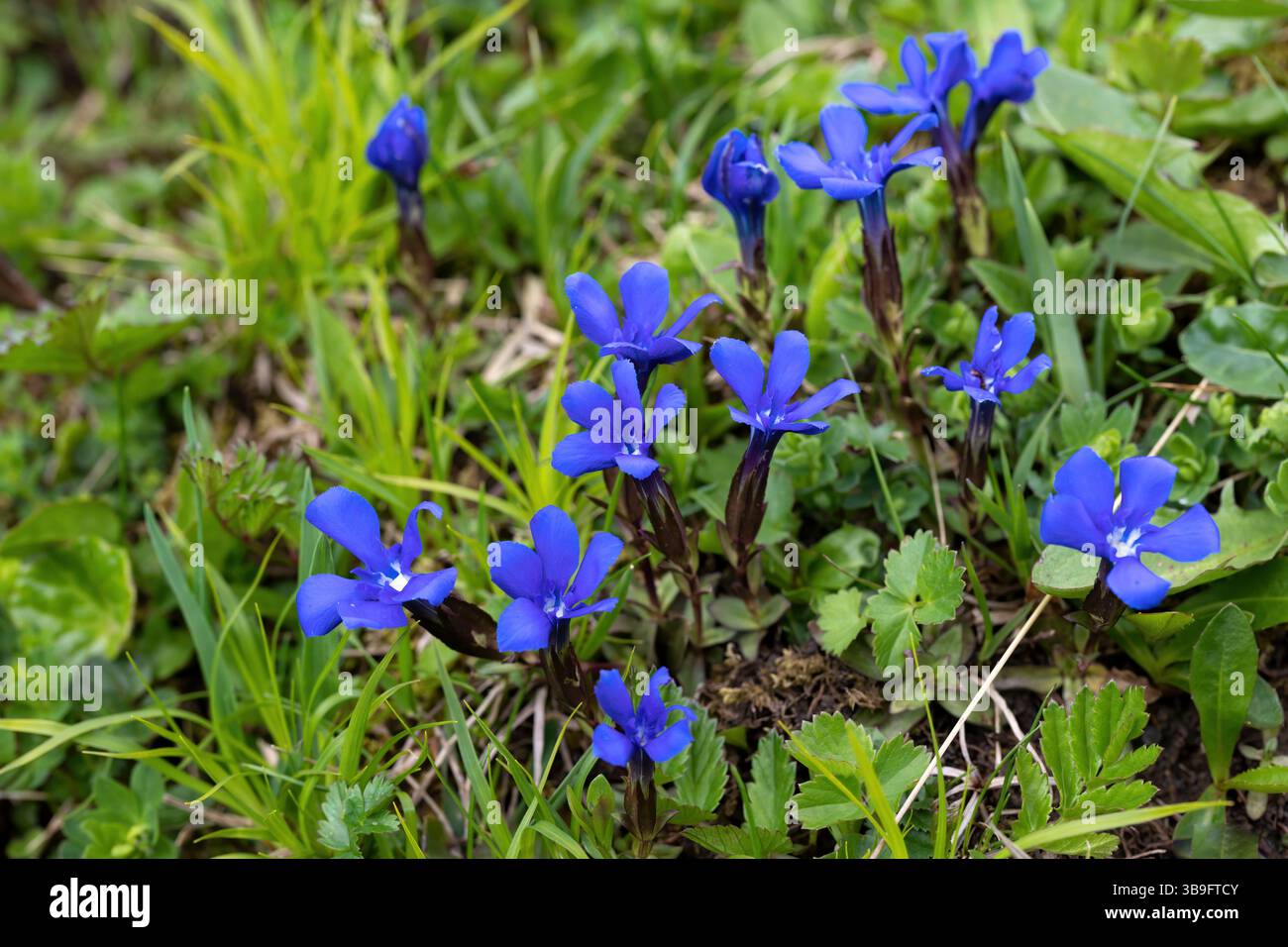 Spring gentian (Gentiana verna Stock Photo - Alamy