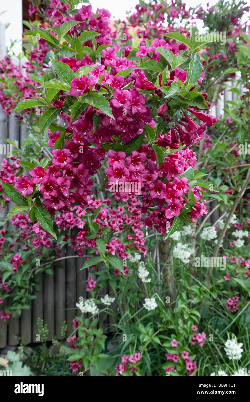 Flowering weigela in the garden Stock Photo - Alamy