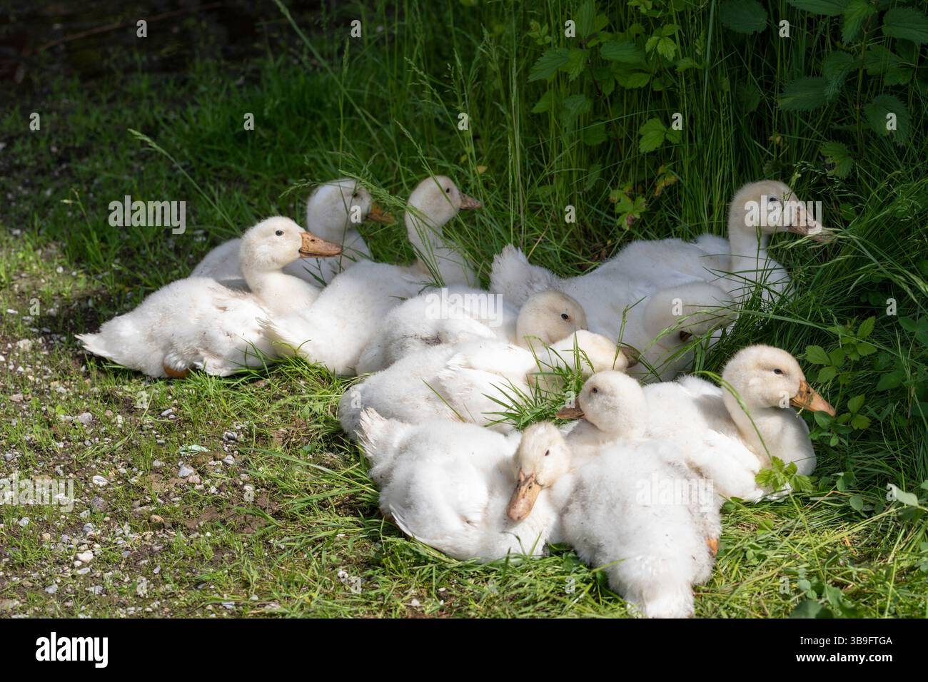 Group of young ducks on a farm Stock Photo - Alamy