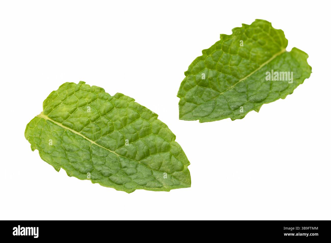 Fresh mint tea Cut Out Stock Images & Pictures - Alamy