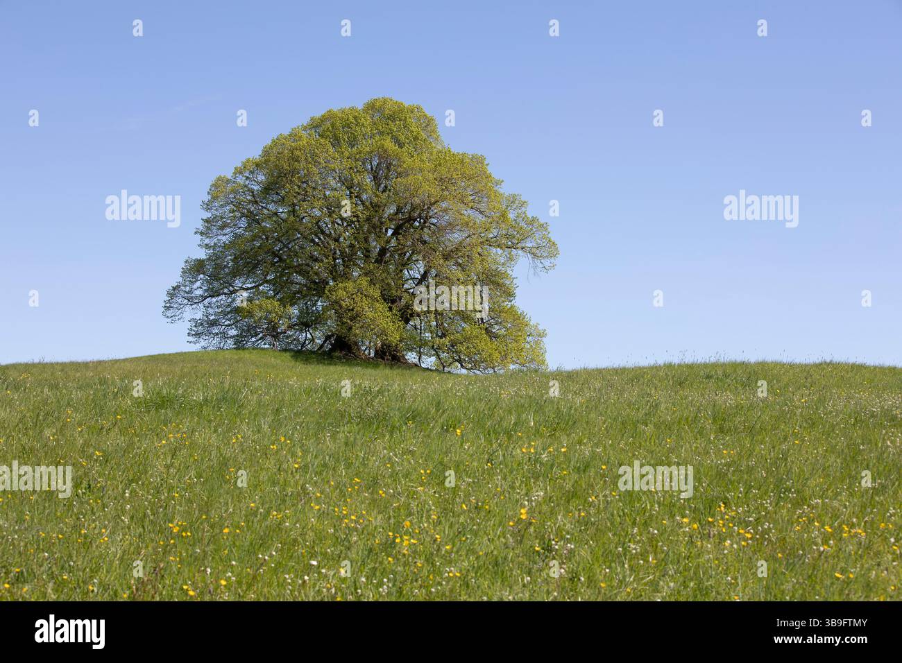 Free-standing green oak in spring Stock Photo - Alamy