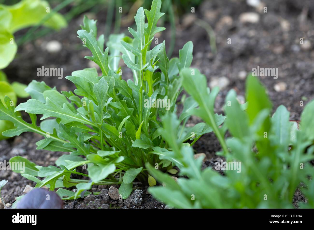 Young rocket in the garden bed hi-res stock photography and images - Alamy