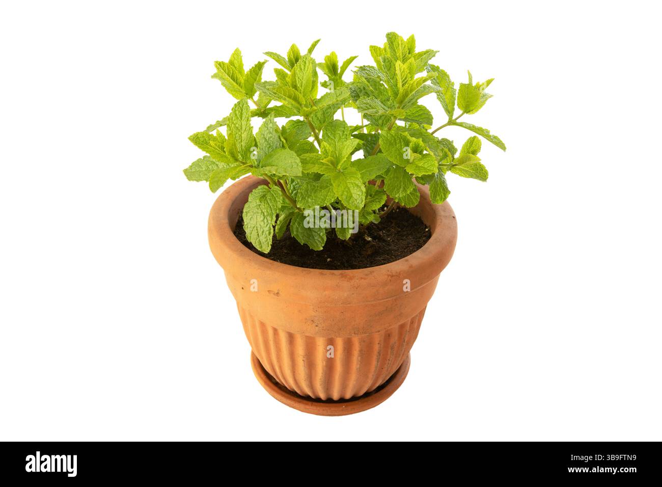 Fresh mint in a clay pot, free-standing Stock Photo - Alamy
