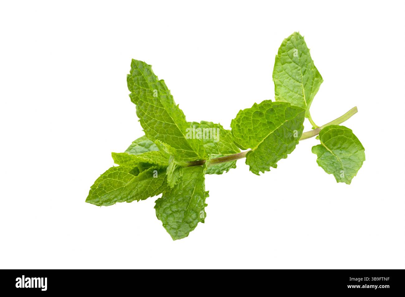 Tea fresh mint Cut Out Stock Images & Pictures - Alamy