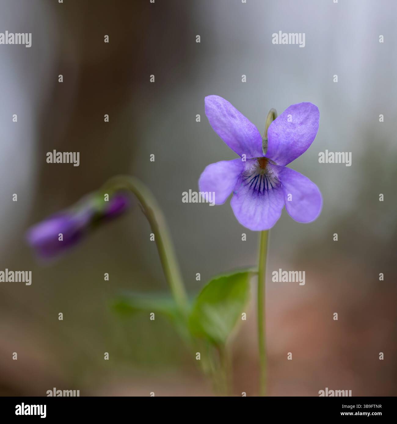 Single violet (Viola Odorata) in the forest Stock Photo - Alamy