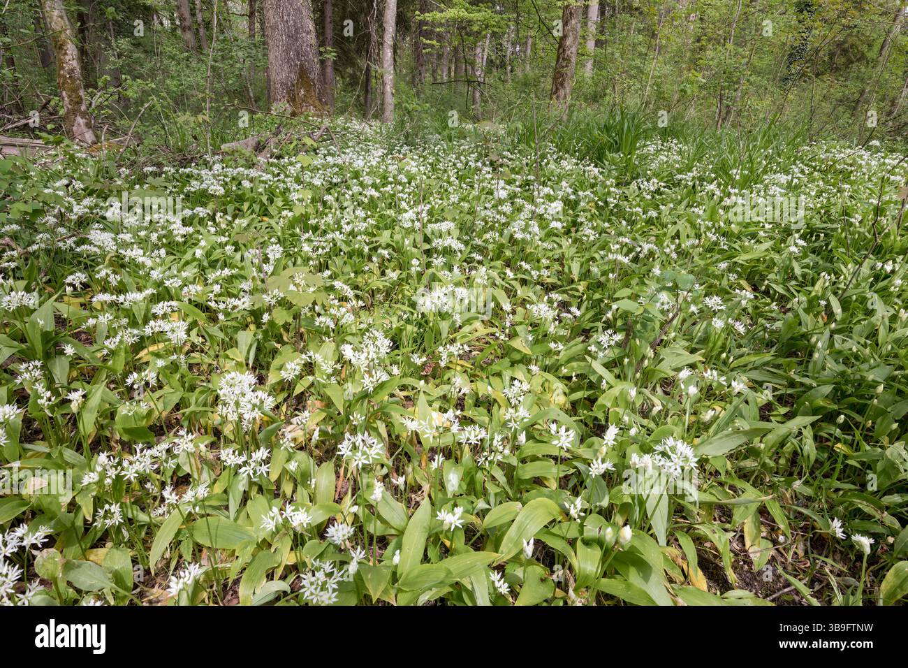 Wild garlic (Allium ursinum) in bloom in the forest Stock Photo - Alamy