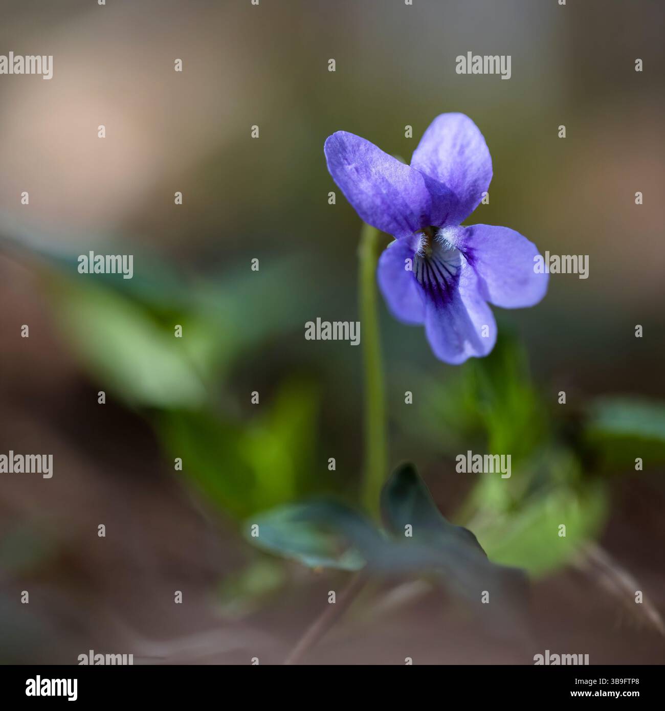 Single violet (Viola Odorata) in the forest Stock Photo - Alamy