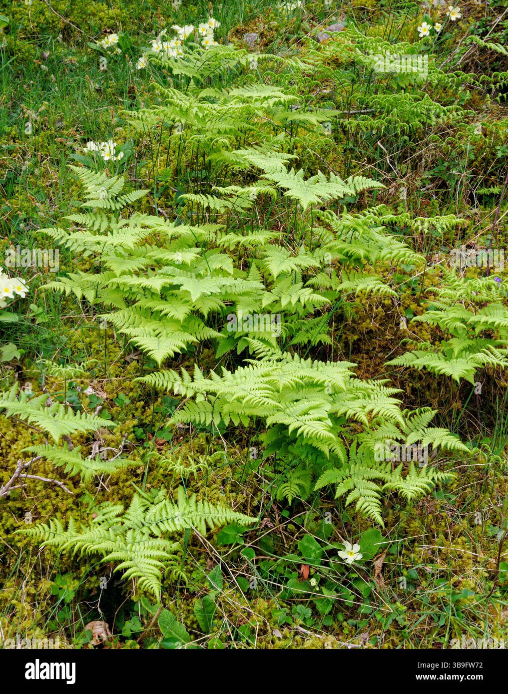 Gymnocarpium hi-res stock photography and images - Alamy