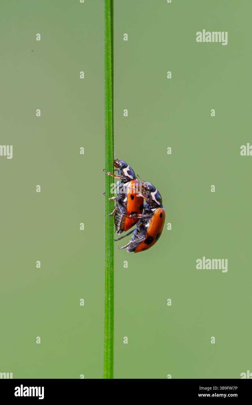Insect duo macro hi-res stock photography and images - Alamy