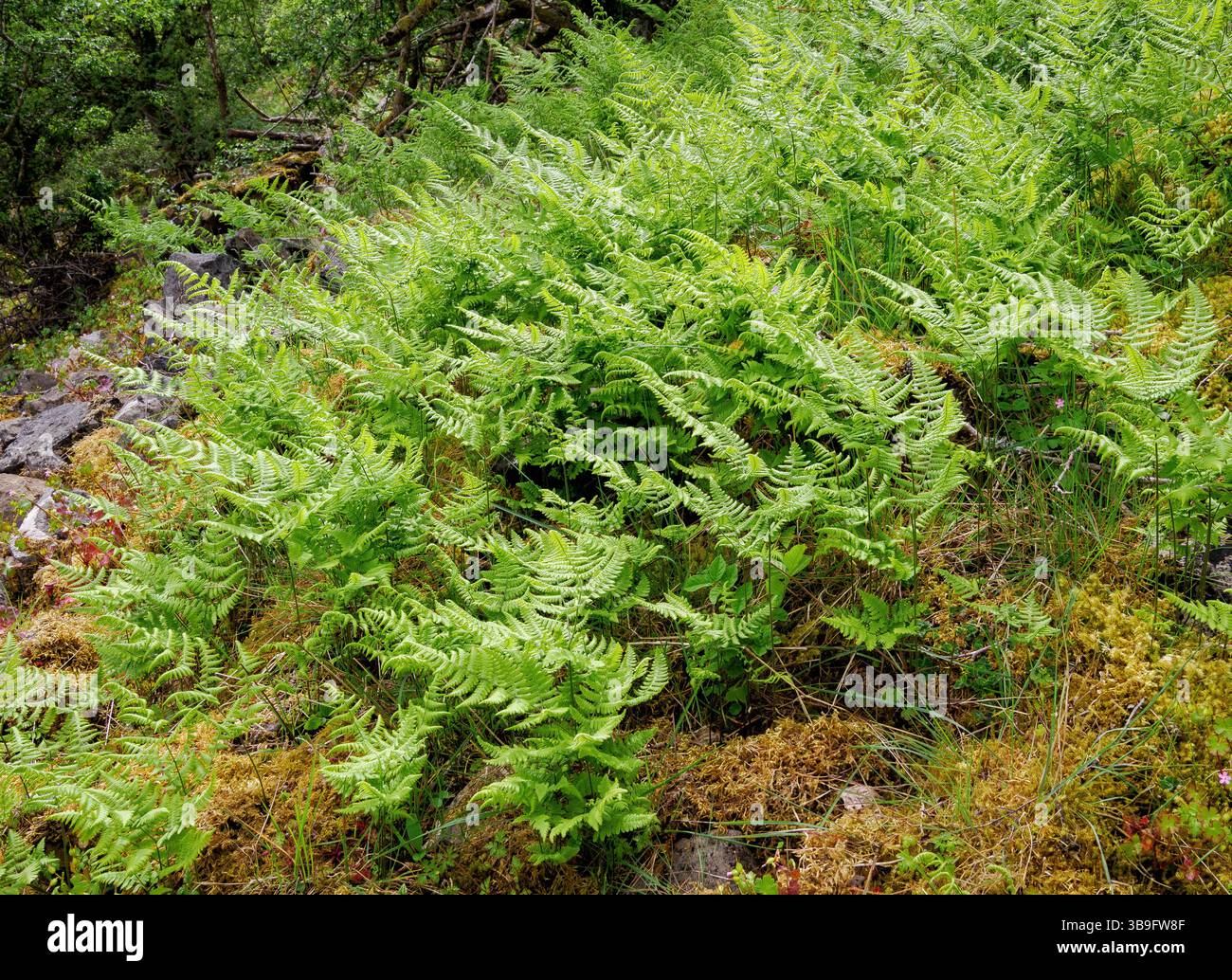 Gymnocarpium hi-res stock photography and images - Alamy