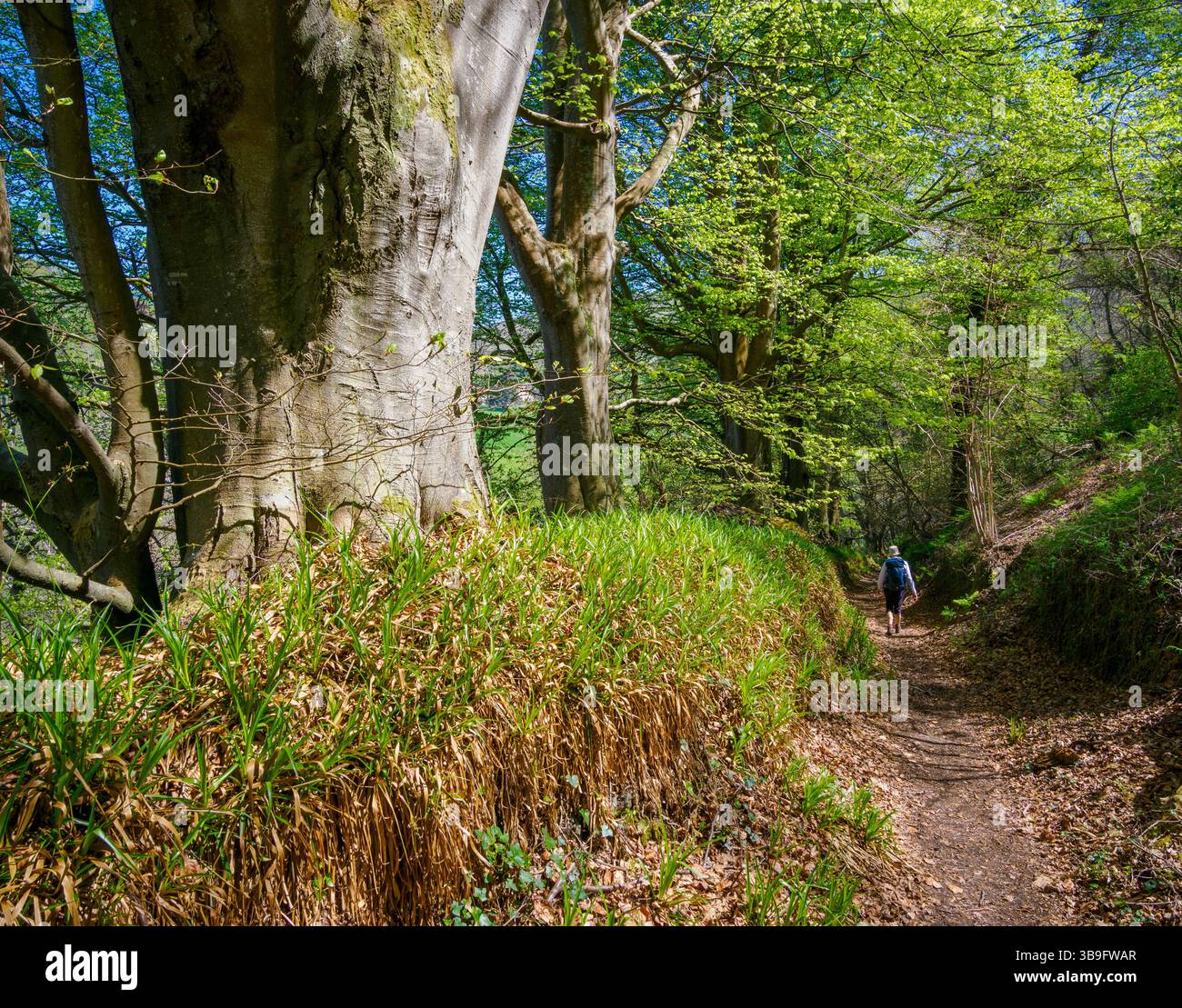 Hiker walking down a sunken path between beech trees on the South West Coast Path near Lynton in ...