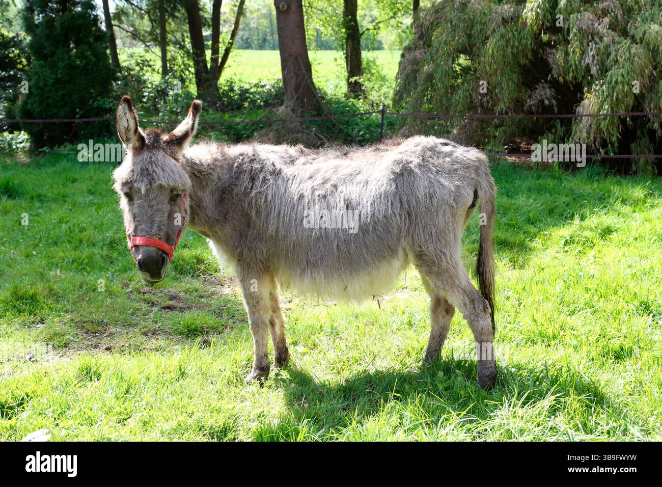 Donkey stands in green hi-res stock photography and images - Alamy