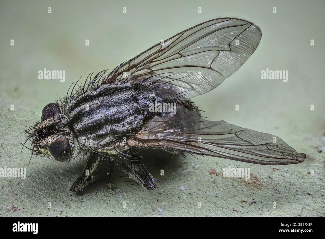 Housefly with compound eyes in high magnification Stock Photo - Alamy