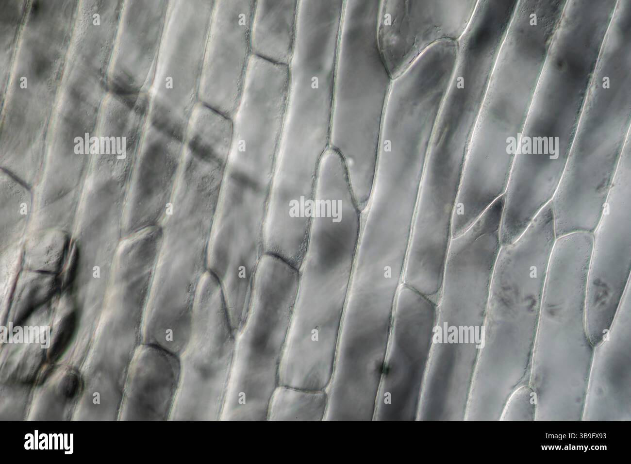 Onion cells hi-res stock photography and images - Alamy