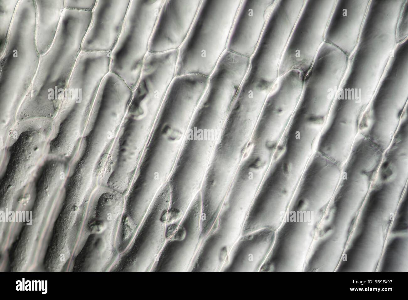 Onion cells hi-res stock photography and images - Alamy