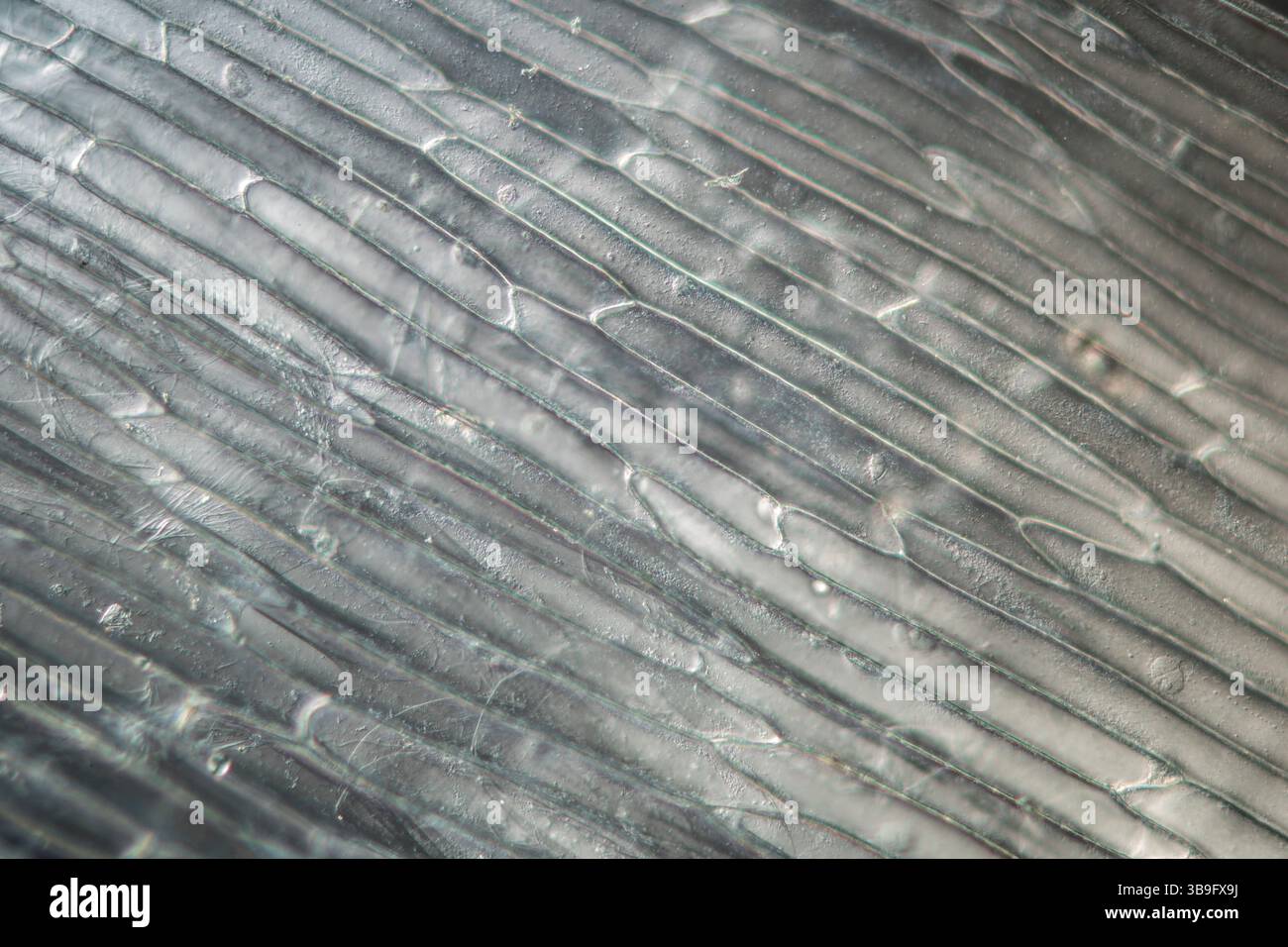 Onion cells hi-res stock photography and images - Alamy