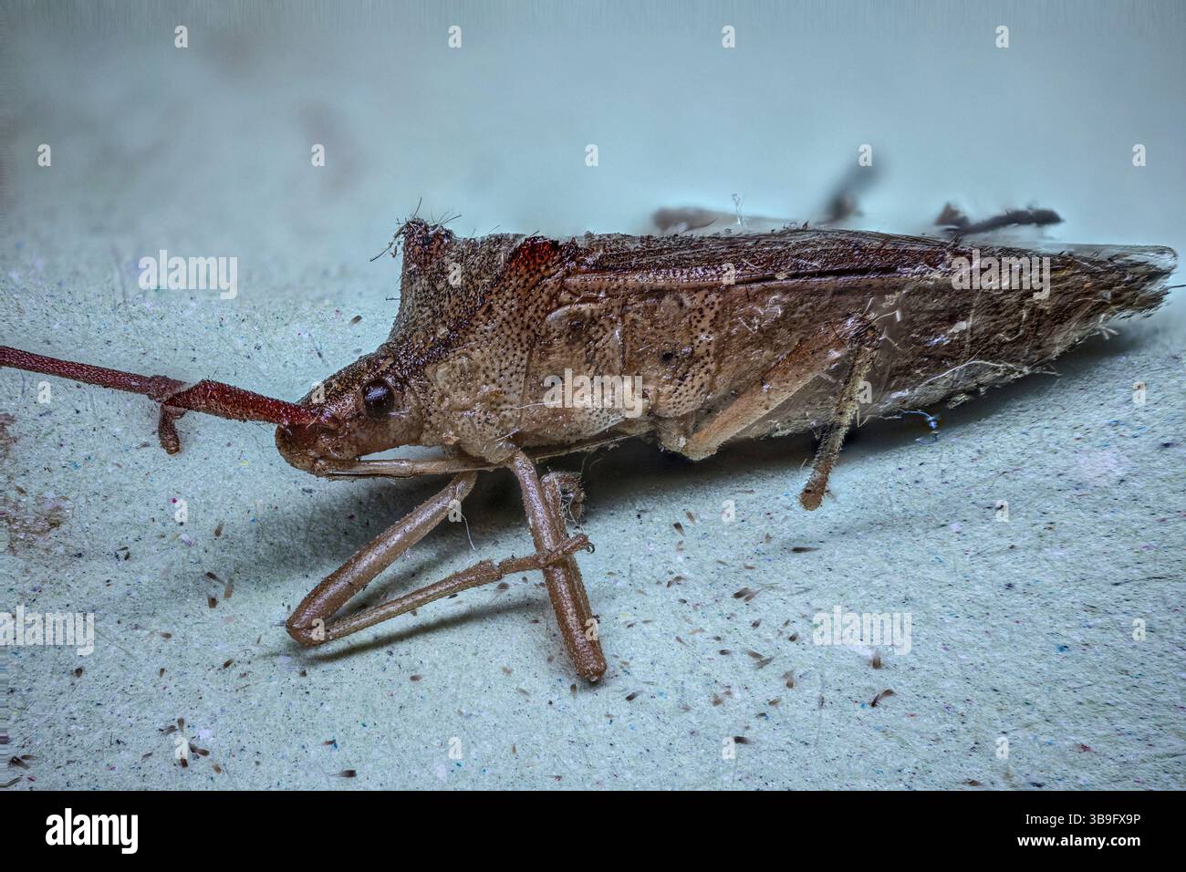 brown shield bug with compound eyes under hight magnification Stock ...
